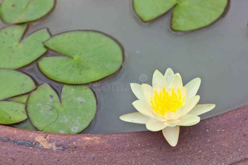 Yellow lotus stock image. Image of aquatic, environment - 26600029