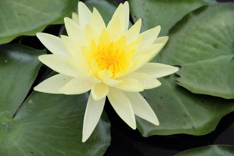 Yellow Lotus stock image. Image of beautiful, lobe, blooming - 27280597