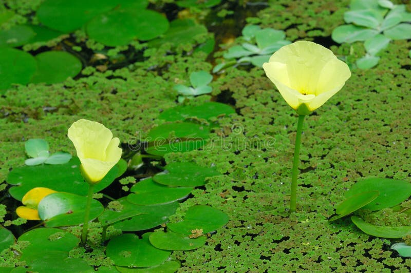 Yellow lotus stock image. Image of season, park, beauty - 4956991
