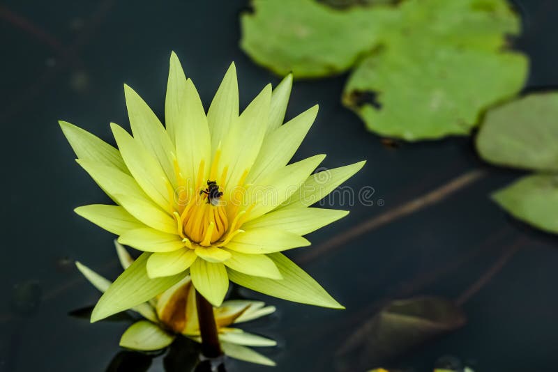 Yellow lotus stock photo. Image of sunlight, botany, backgrounds - 53298408