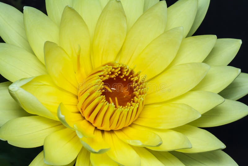 Yellow lotus stock photo. Image of close, lotus, lake - 41164882