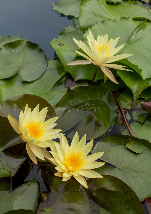 Yellow Lotus Blossom in the Water Stock Image - Image of black, floral ...