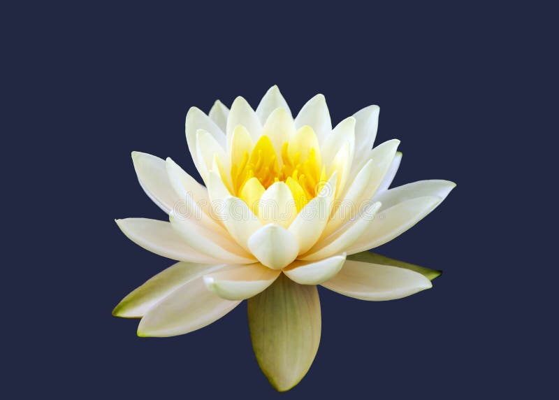 Yellow lotus stock photo. Image of flower, lily, beauty - 65670502