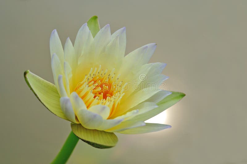 Yellow lotus flower stock photo. Image of lily, flower - 30676418