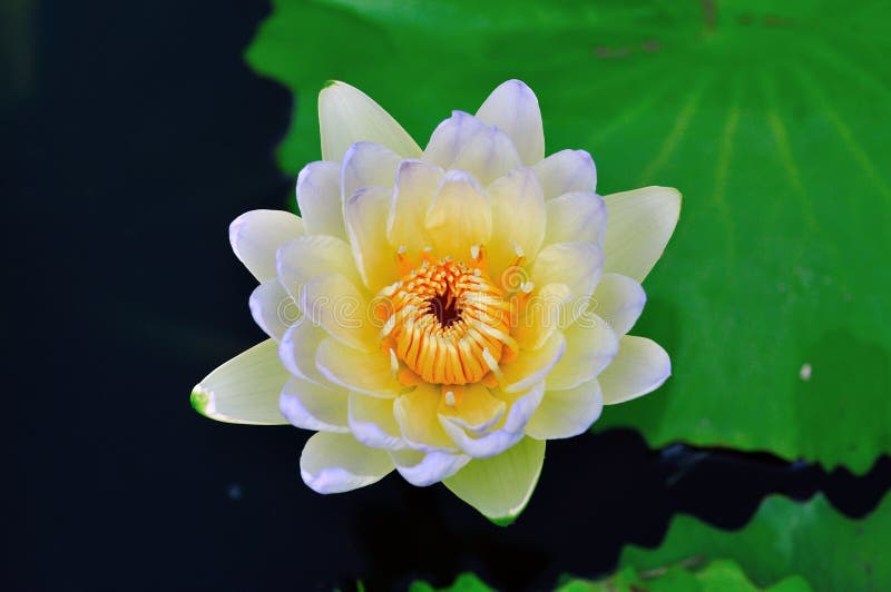 Yellow lotus flower stock photo. Image of pattern, pond - 30676496