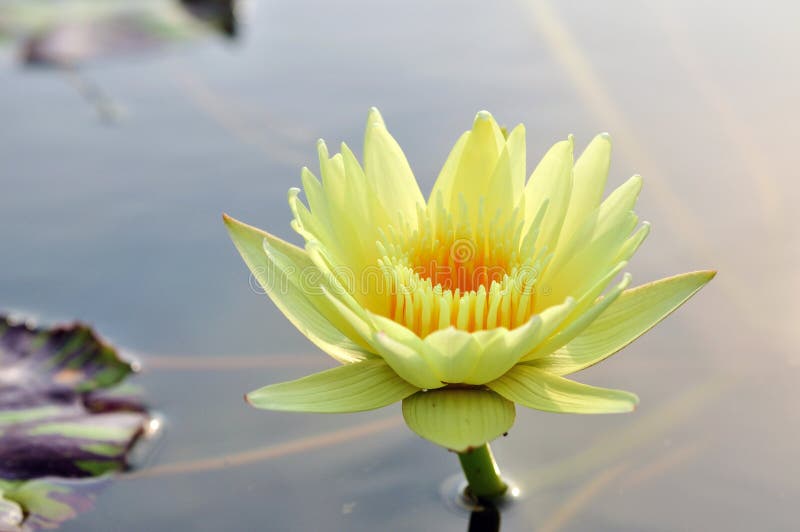 Yellow lotus flower stock image. Image of purple, closeup - 30676539
