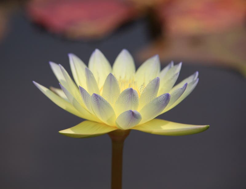 Yellow Lotus Flower Blossom Stock Photo - Image of blossom, yellow ...