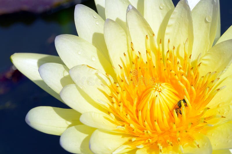 Yellow lotus flower stock photo. Image of asia, botanical - 31234736