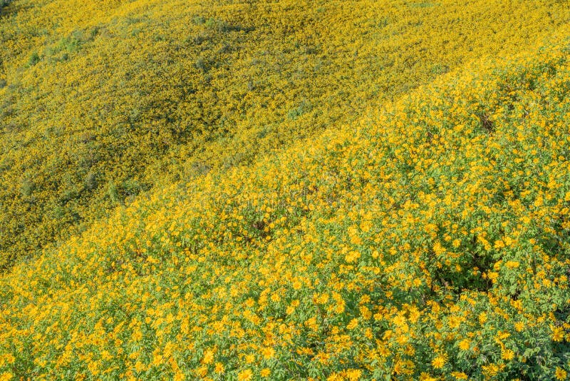 Yellow Lotus Flower in the Mountain Stock Photo - Image of summer ...