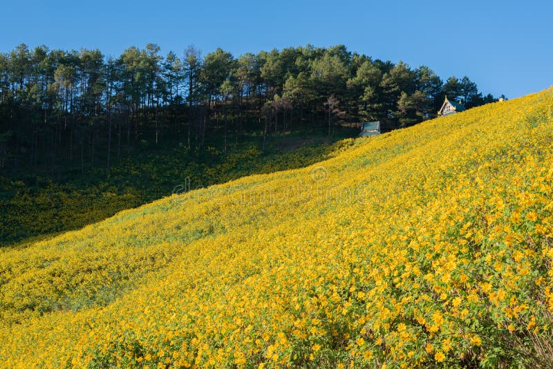 Yellow Lotus Flower in the Mountain Stock Image - Image of lotus, green ...