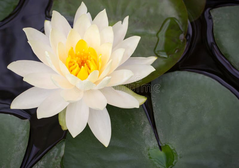 Yellow Lotus Flower Isolated on White Stock Image - Image of closeup ...