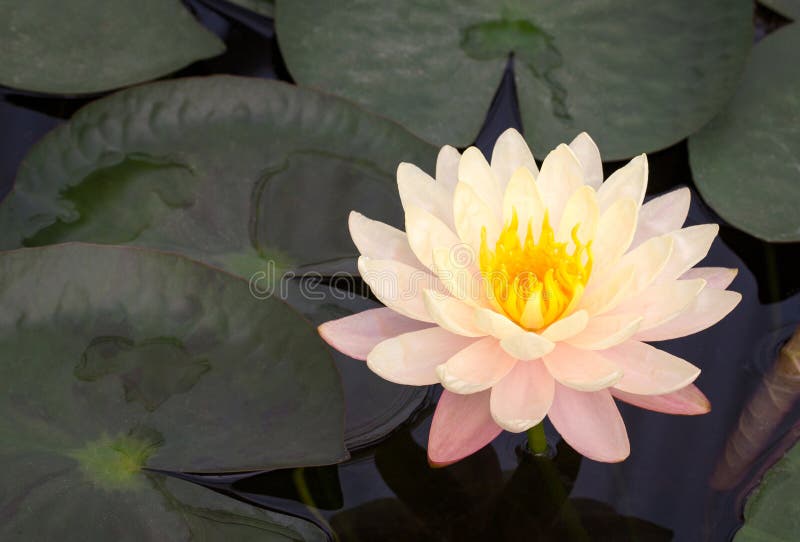 Yellow Lotus Flower Isolated on White Stock Image - Image of closeup ...