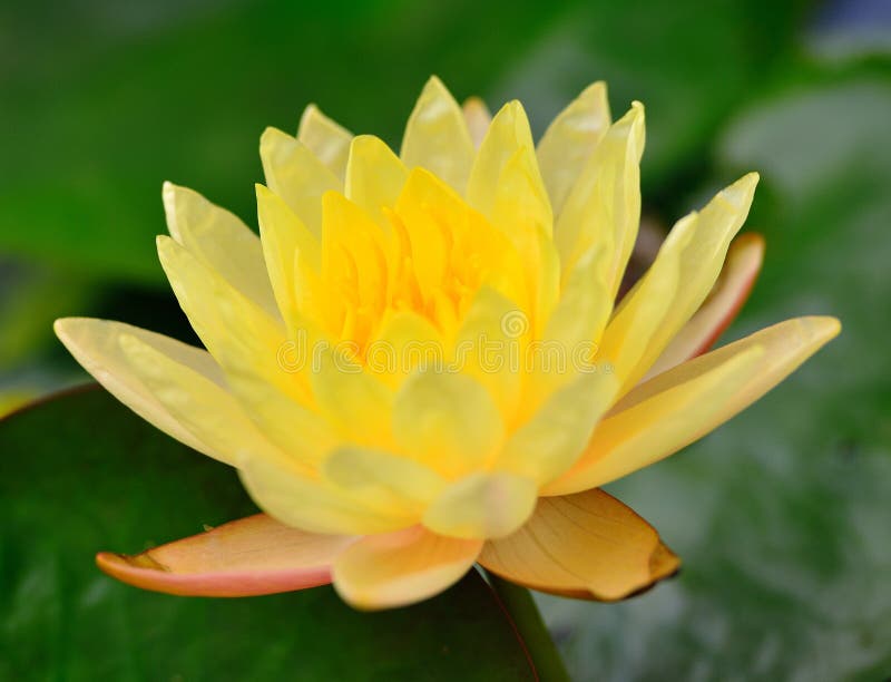 Yellow Lotus Flowers Nymphaea,Waterlily Stock Image - Image of ...