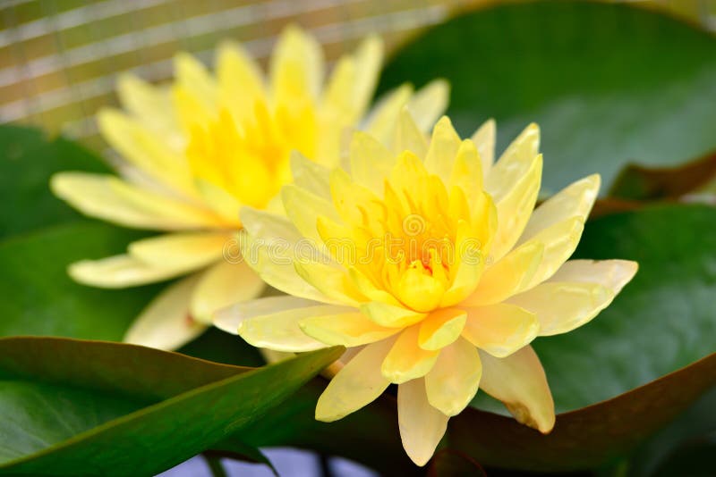Yellow Lotus Flowers Nymphaea,Waterlily Stock Image - Image of head ...