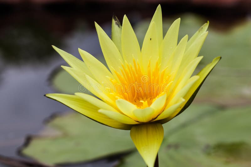 Yellow lotus stock photo. Image of beautiful, environment - 42614286