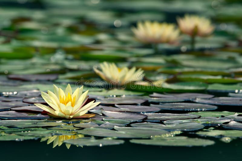 Yellow Lotus stock photo. Image of beautiful, botanical - 73671954
