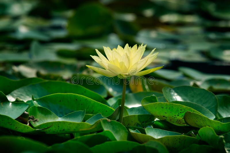 Yellow Lotus stock photo. Image of summer, water, botanical - 74013100