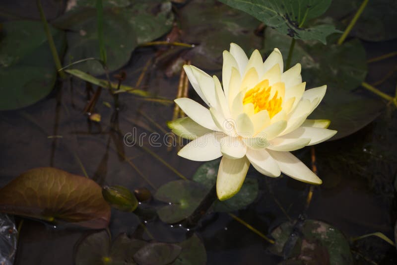 Yellow Lotus. Nymphaea Lotus Linn Stock Image - Image of blossom ...