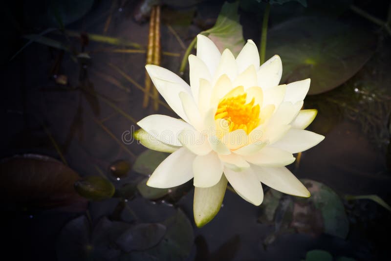 Yellow Lotus. Nymphaea Lotus Linn Stock Image - Image of linn, blooming ...