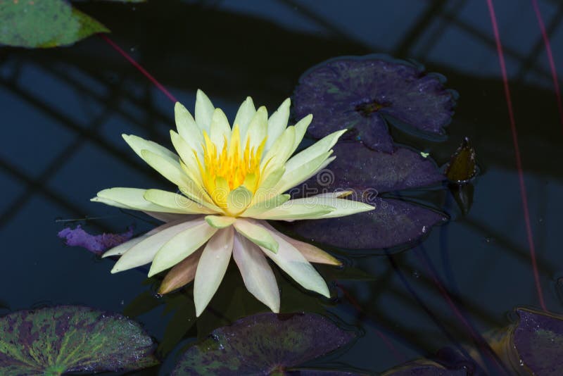 Yellow lotus in the pool stock image. Image of beautiful - 85624029