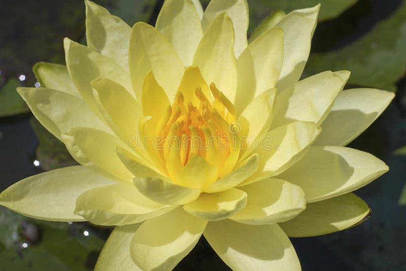 Yellow Lotus stock image. Image of garden, pond, india - 100169609