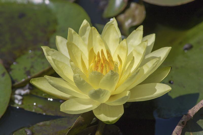 Yellow Lotus stock image. Image of lakeflower, bloom - 100169989