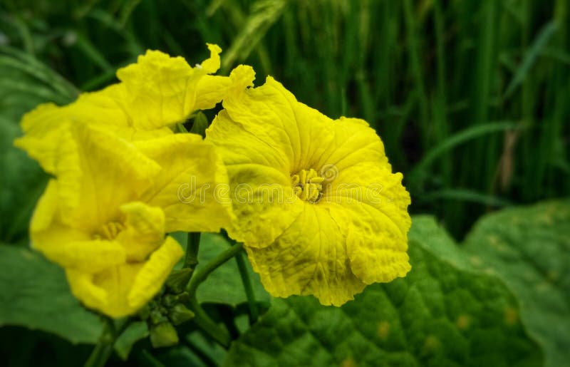 Yellow Luffa Tori Flower on Black Background Stock Image - Image of ...
