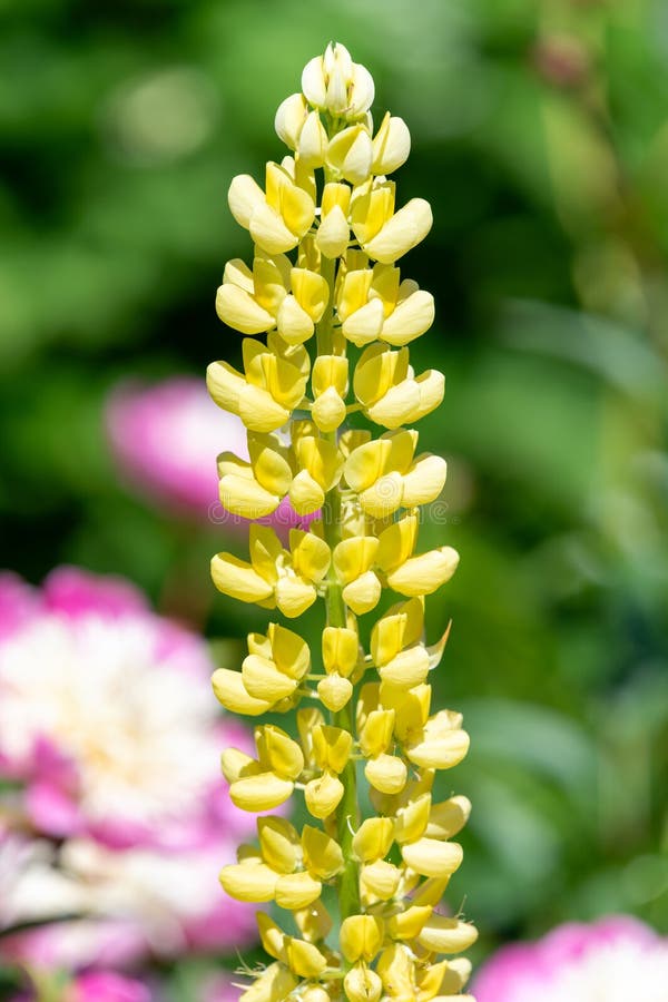 Yellow lupin flower stock image. Image of lupinus, botany - 339856441