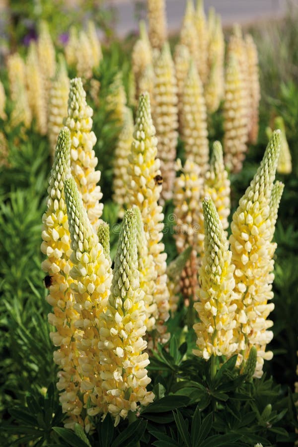 Yellow Lupin flowers stock image. Image of lupine, flower - 57179649
