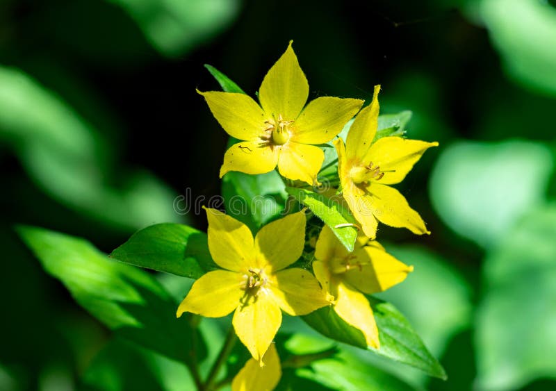 Yellow Lysimachia Punctata, Flower,in the Garden Stock Image - Image of ...