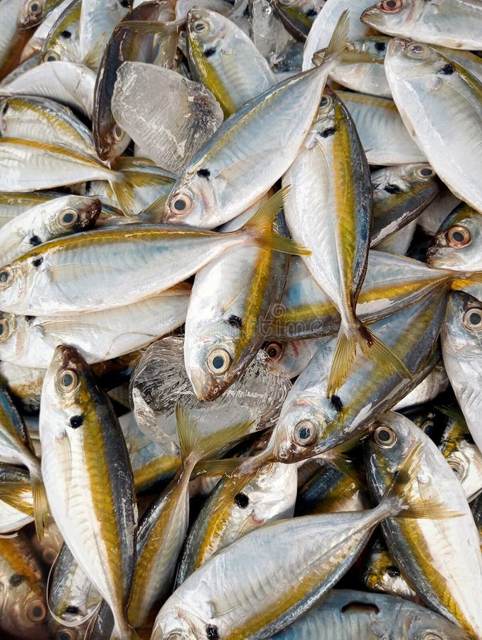 Yellow mackerel stock image. Image of community, mackerel - 331794069