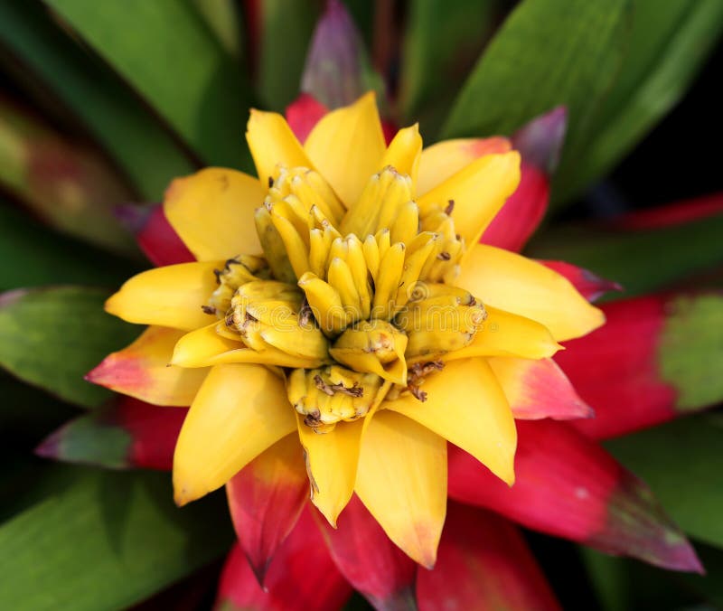 Yellow macro Bromeliad stock photo. Image of juicy, sheet - 43335848