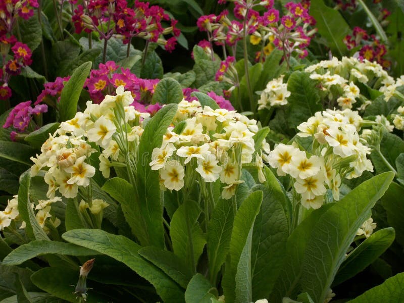Yellow and Magenta Primroses Stock Photo - Image of decoration ...