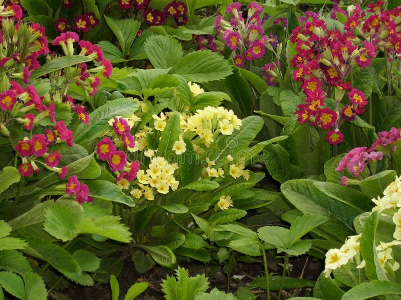 Yellow and Magenta Primroses Stock Image - Image of spring, flowers ...