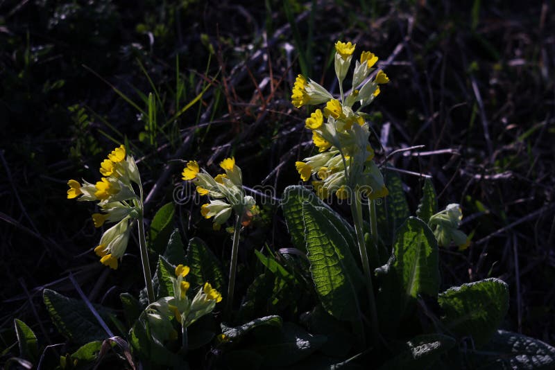 Yellow Magic Flower in the Garden Stock Photo - Image of horizontal ...