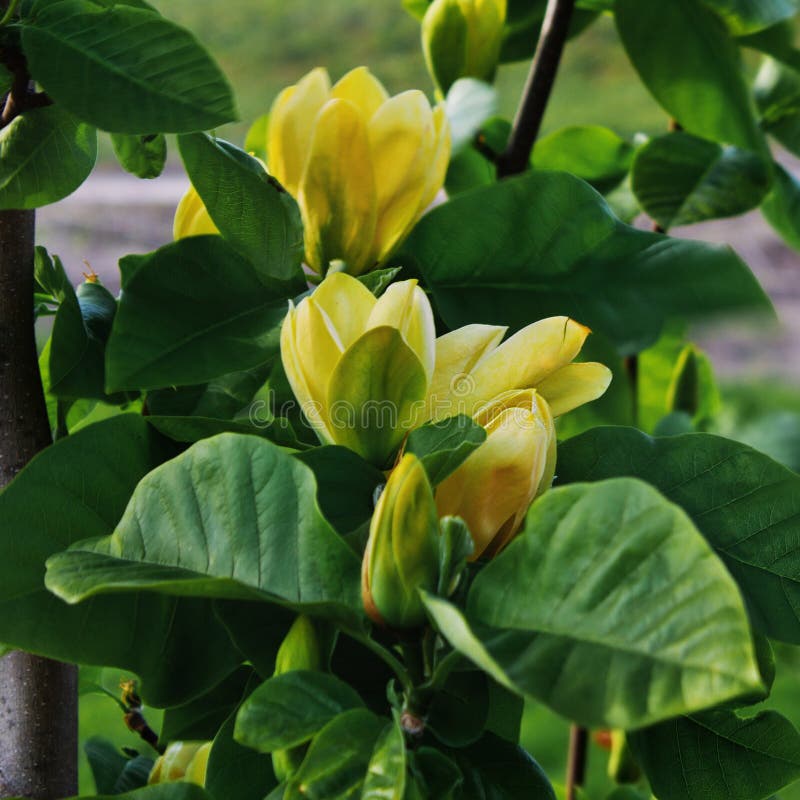Yellow magnolia stock image. Image of trees, branch, plants - 61232419