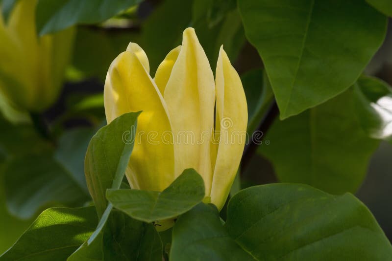 Yellow Magnolia Flower Closeup Stock Image - Image of nature, leaves ...