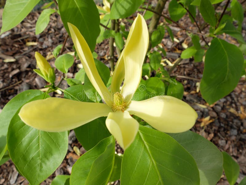 The yellow magnolia flower stock photo. Image of close - 40998226
