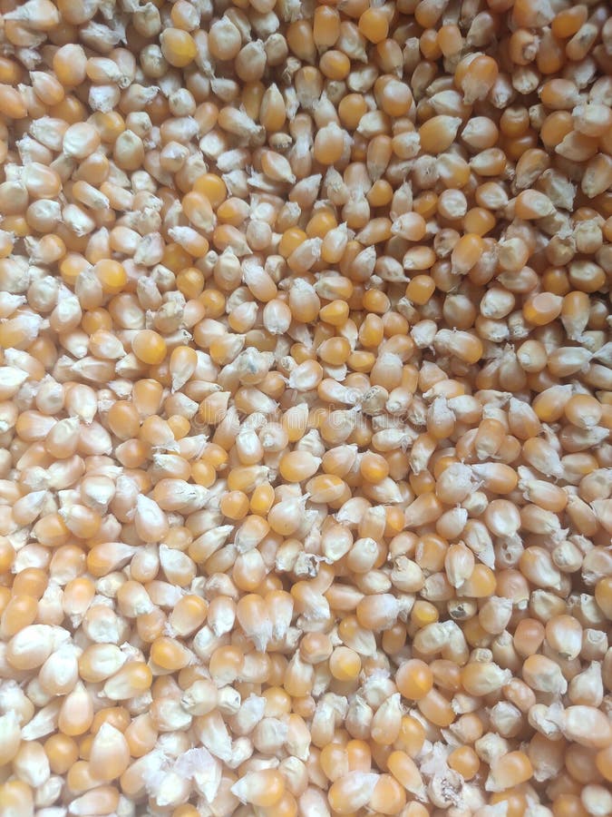 Yellow Maize popcorn stock image. Image of maize, corn - 171268487