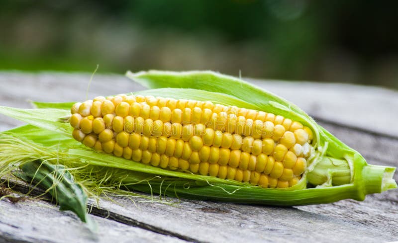 Yellow maize ready for use stock image. Image of maize - 78093139