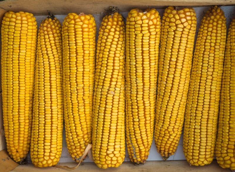 Yellow Maize on Sale at the Market. Stock Image - Image of organic ...