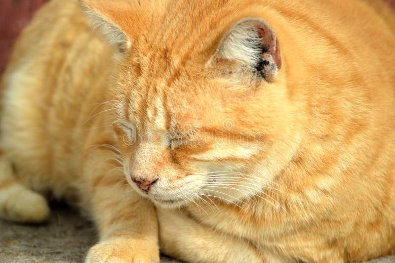 Yellow male tabby cat stock image. Image of short, tabby - 77994039