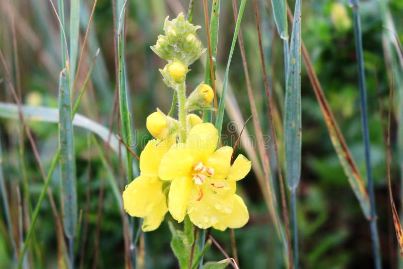 Yellow Mallow Blooming in the Meadow. Stock Image - Image of green ...