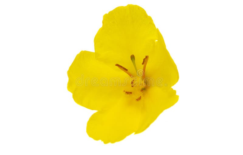 Yellow mallow isolated stock image. Image of macro, exuberant - 283508527