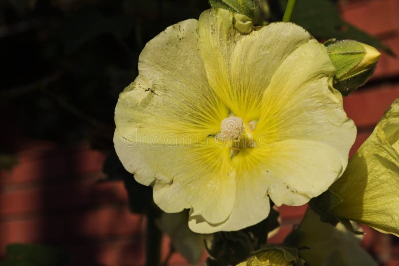 Yellow and Mallow Small Flowers Next To the Palacio Quinta De La ...