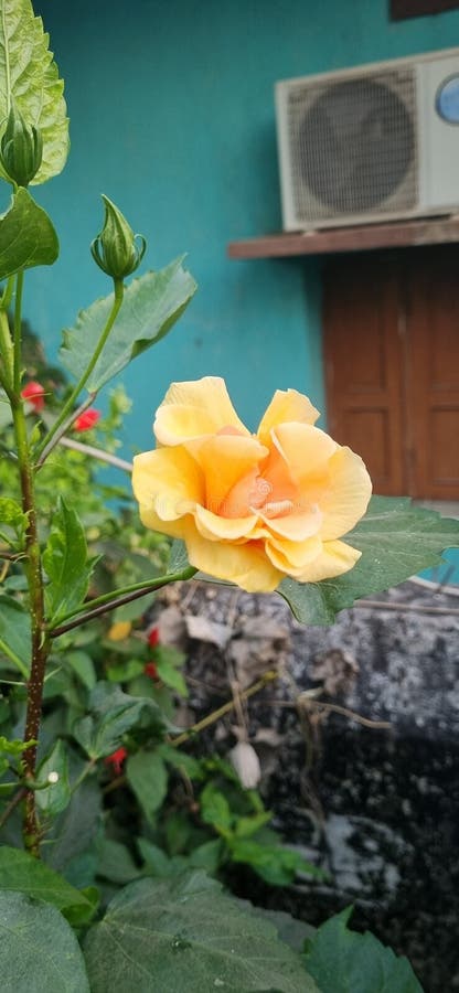 Yellow Mandar Flower Loking so Beautiful Stock Image - Image of mandar ...