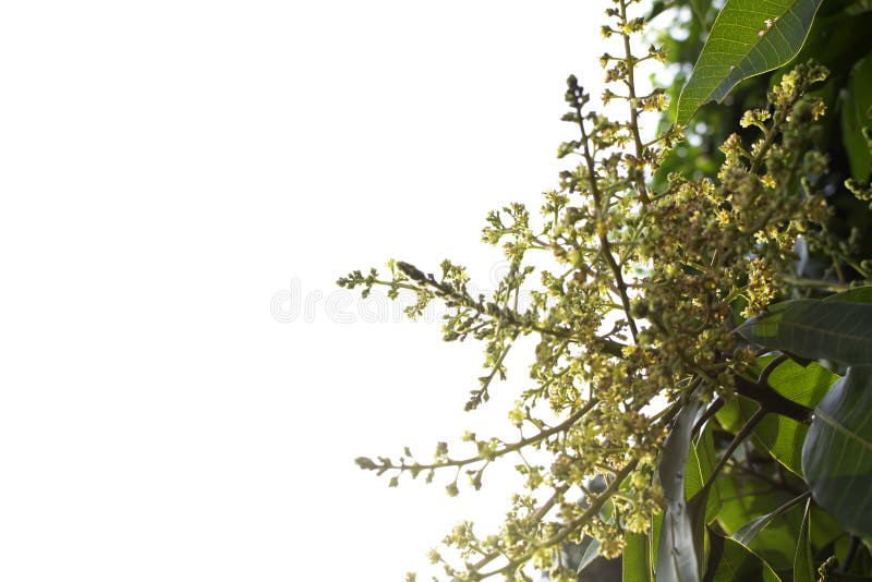 Yellow Mango Bouquet on Top of the Tree Stock Photo - Image of organic ...