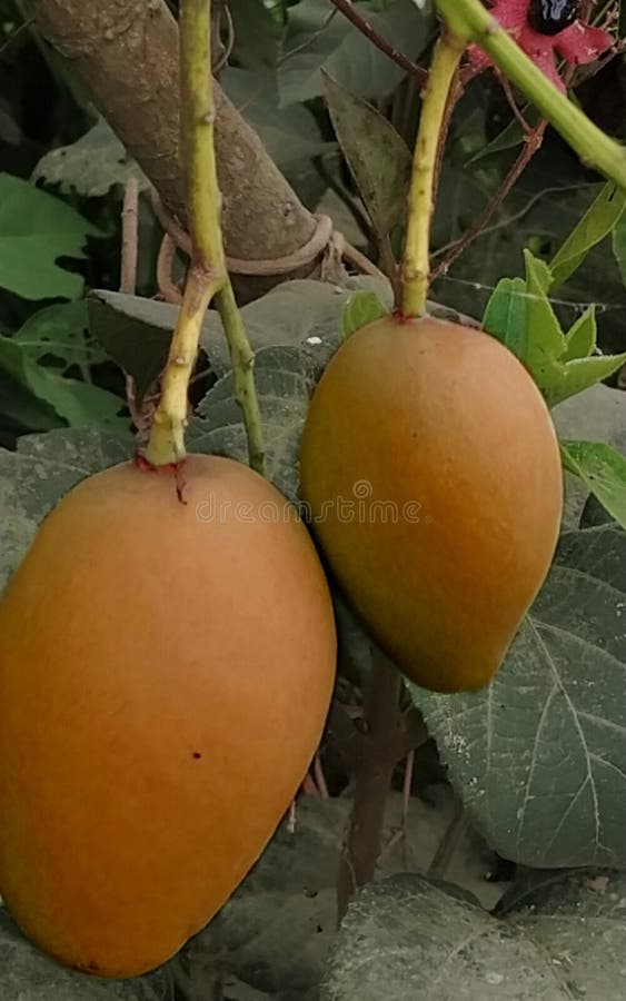 Yellow Mango Hanging on the Tree Stock Photo - Image of plant, mango ...