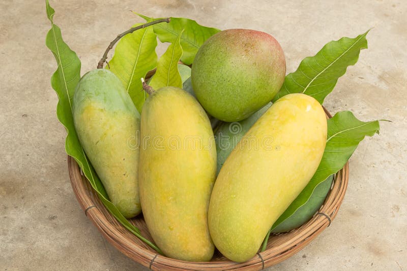 Yellow mango stock photo. Image of fruit, drink, organic - 71804550