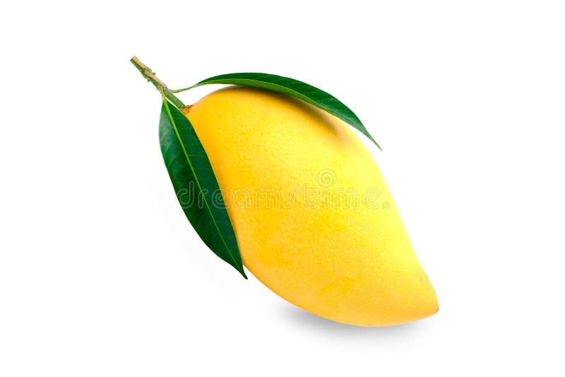 Yellow Mango and Leaf Isolated on White Background Stock Photo - Image ...